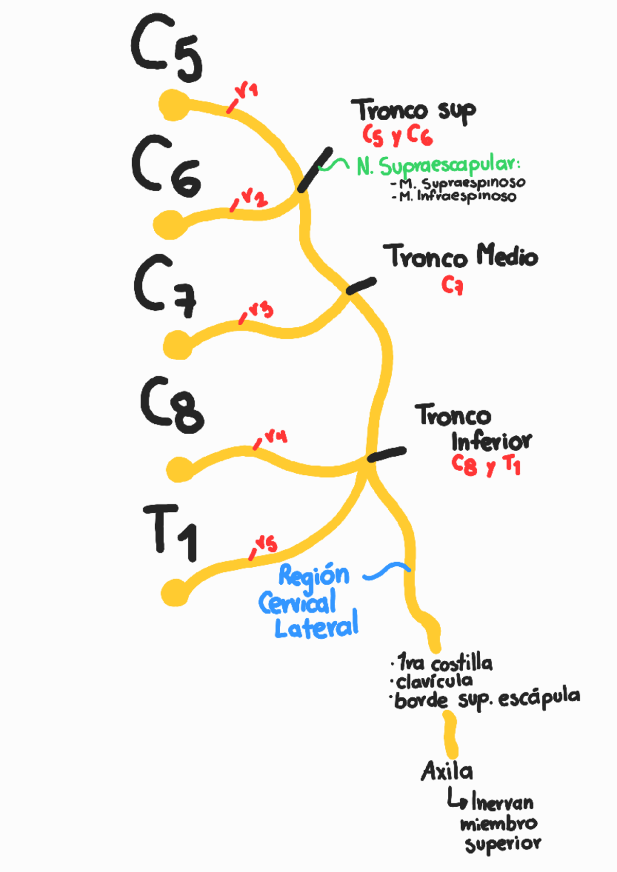 Plexo braquial - Anatomia humana - C5 Tronco sup (5yc6 C6 N. Supraescapular: M. Supraespinoso V2 ...