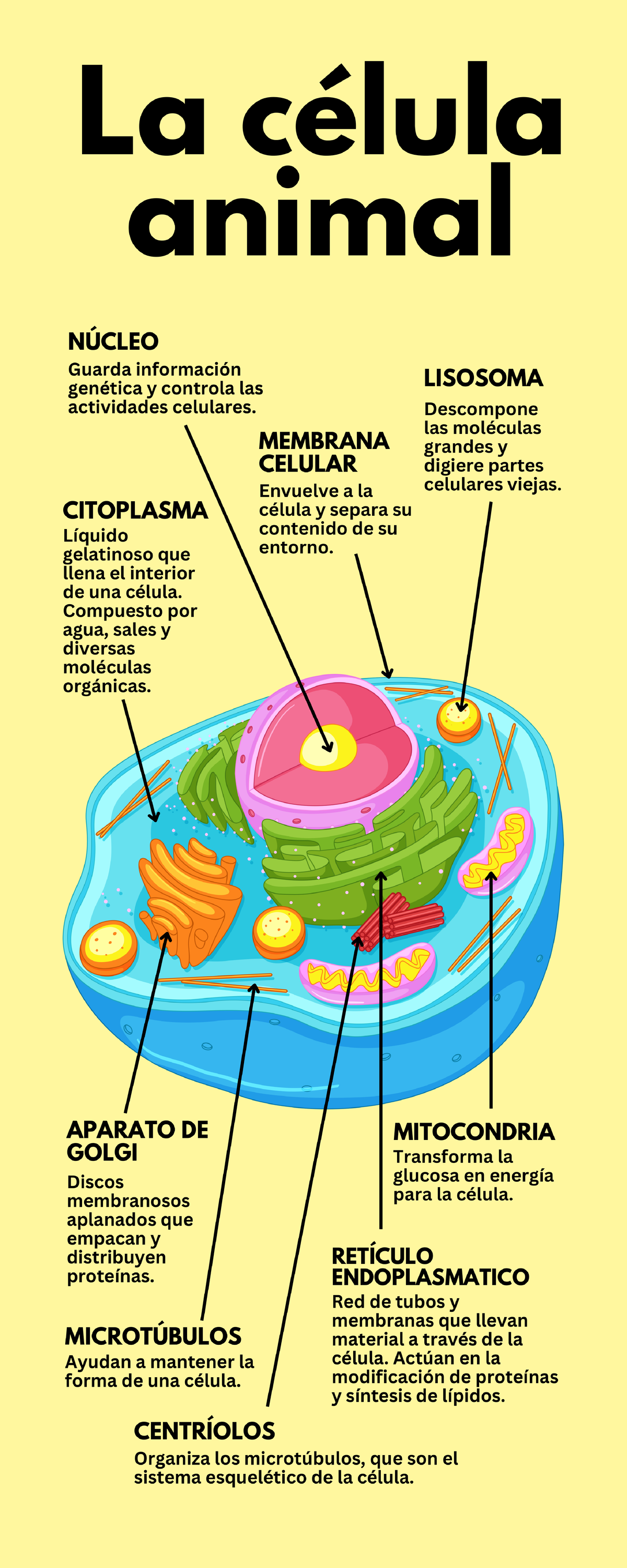 Infografía de la célula animal ilustrado amarillo y celeste - La célula ...