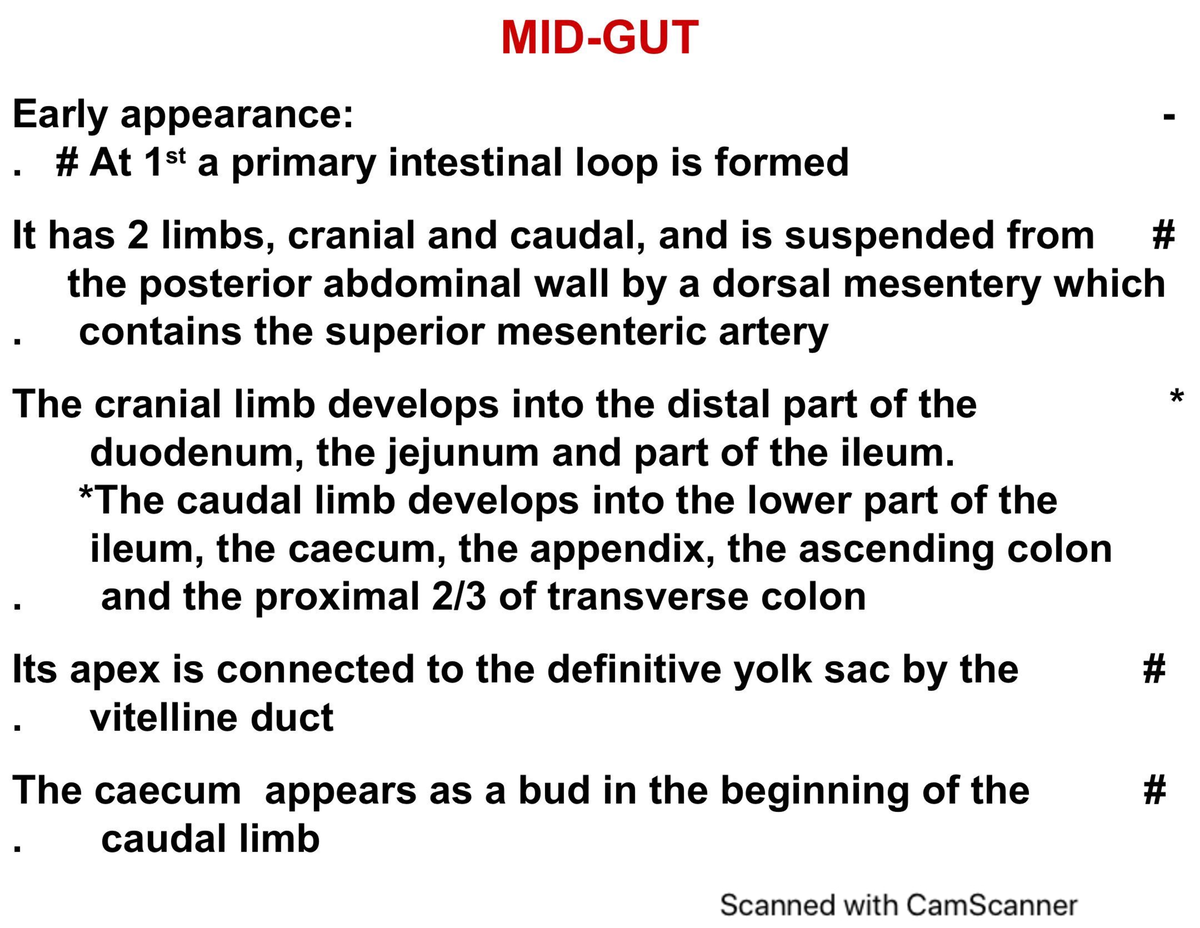 MID-GUT - mid gut - Anatomy 2 - Studocu