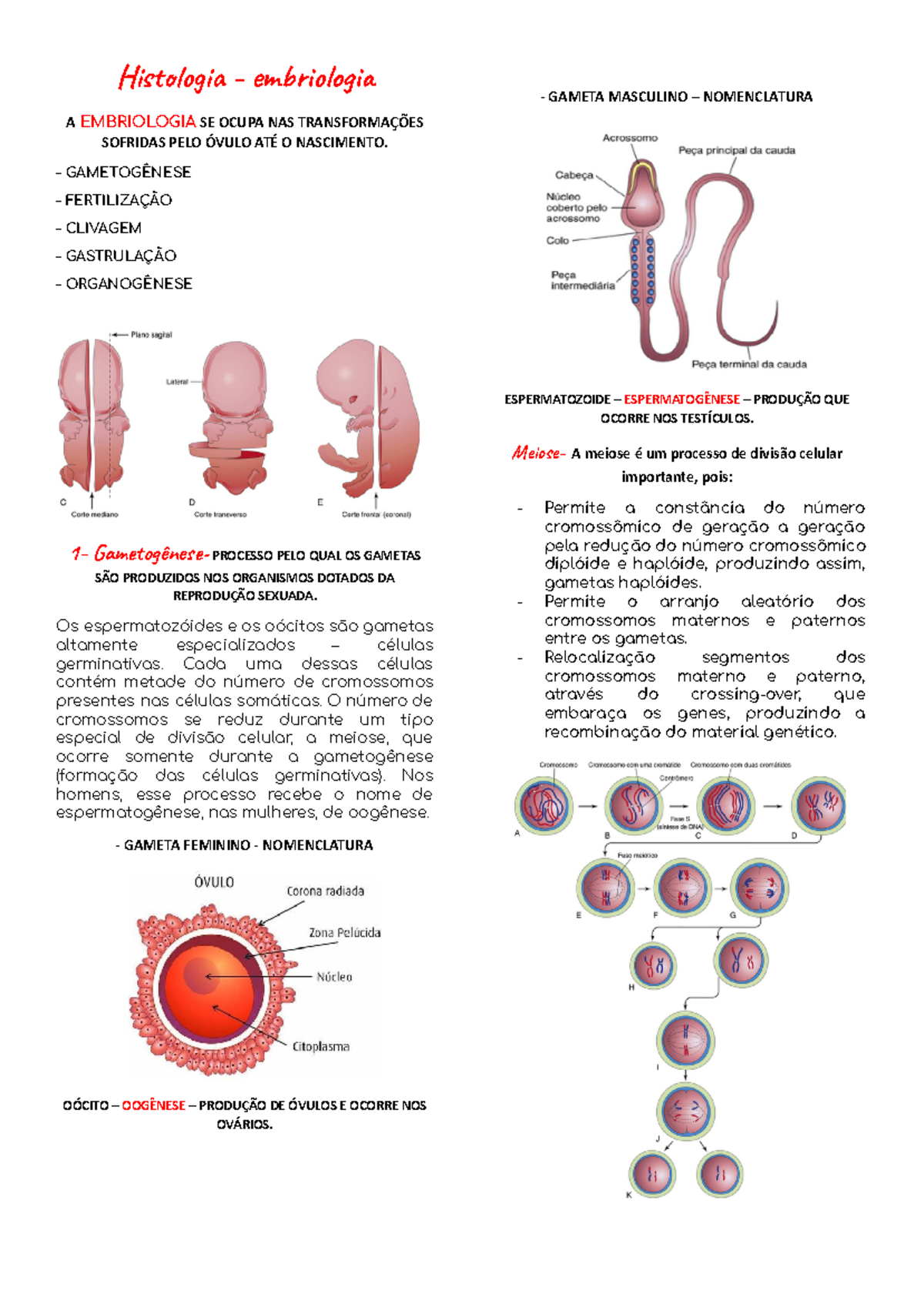 Histologia-1 - Resumo Histologia - Hisgi - emlo A EMBRIOLOGIA SE OCUPA ...