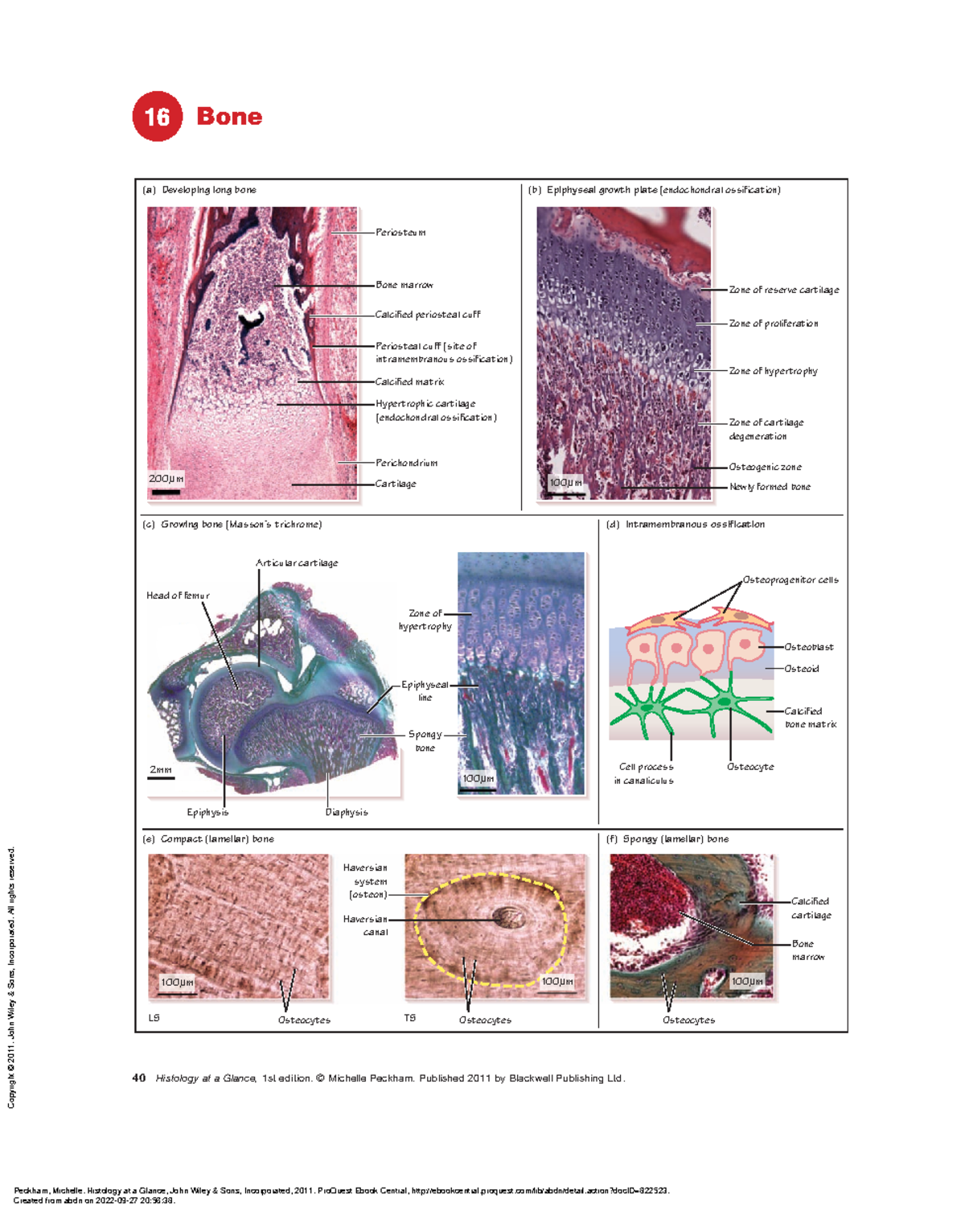 histology of the bone - 40 Histology at a Glance, 1st edition ...
