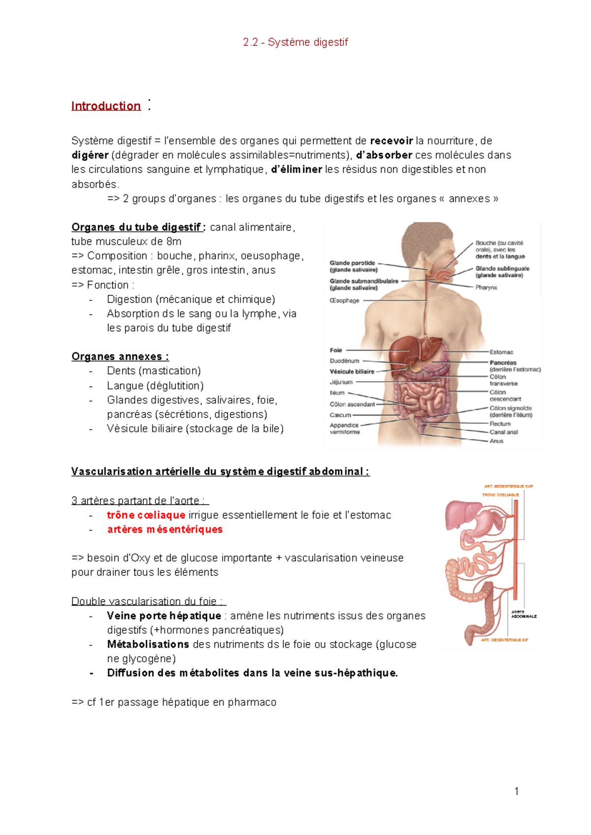 C1 - Le Système Digestif - Introduction : Système digestif = l’ensemble ...