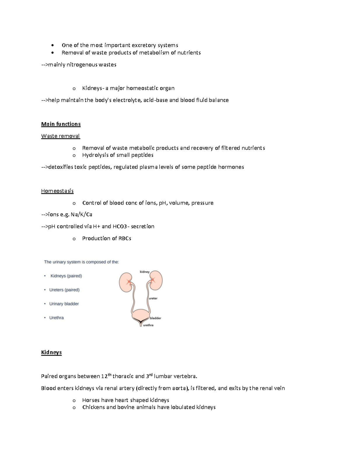 Urinary system - Notes from a lecture by Nick Selementas, in which ...