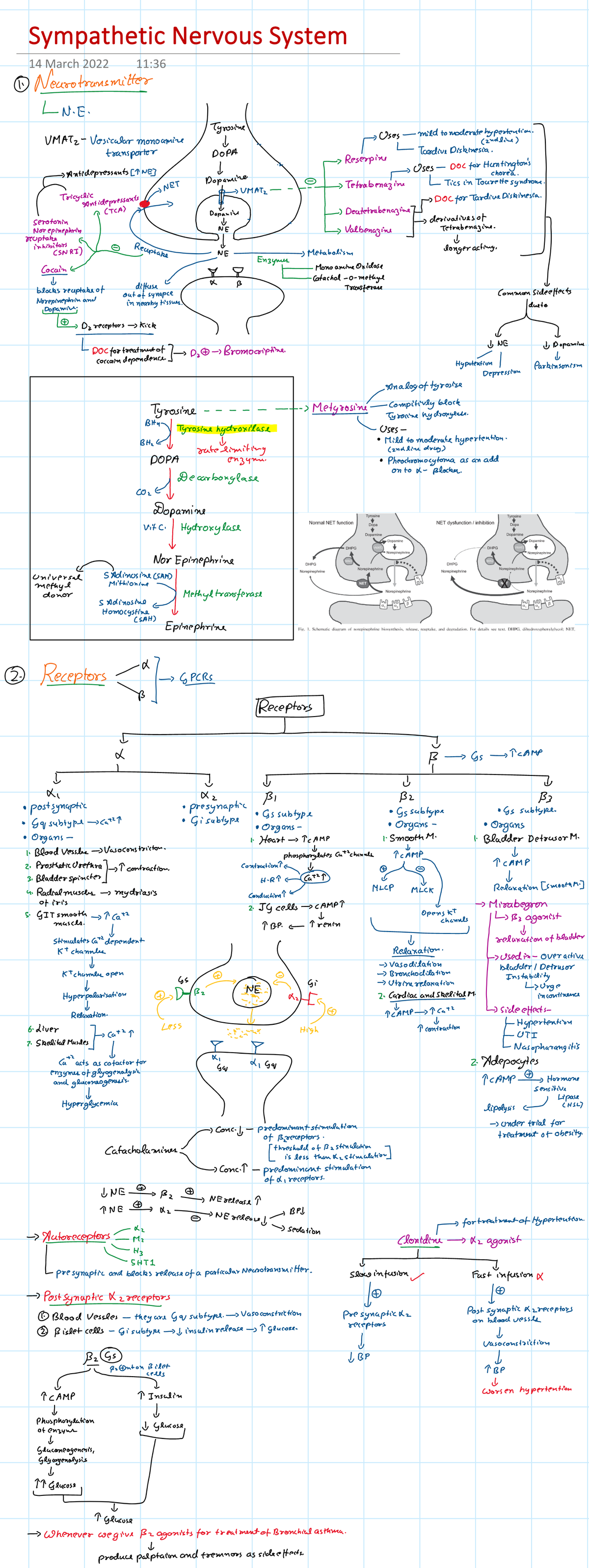 Sympathetic Nervous System - Community Medicine - Studocu