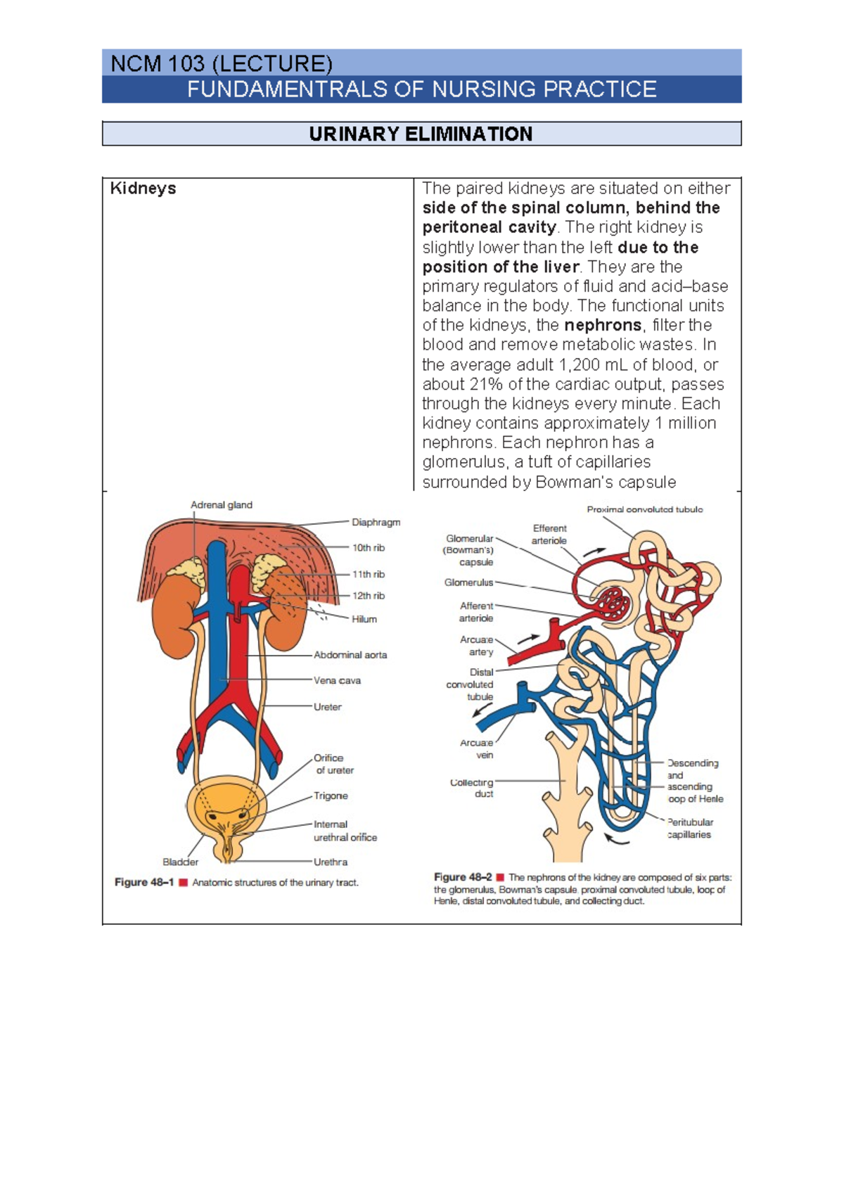 Urinary- Elimination - FUNDAMENTRALS OF NURSING PRACTICE URINARY ...