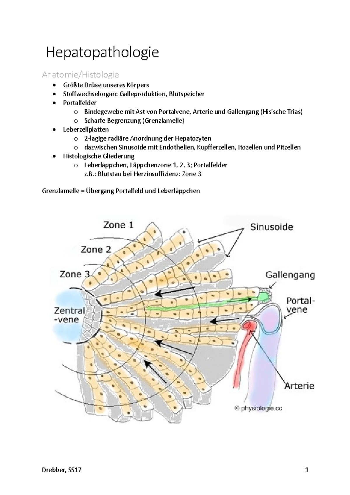 Hepatopathologie - Warning: TT: undefined function: 32 Hepatopathologie Anatomie/Histologie ...