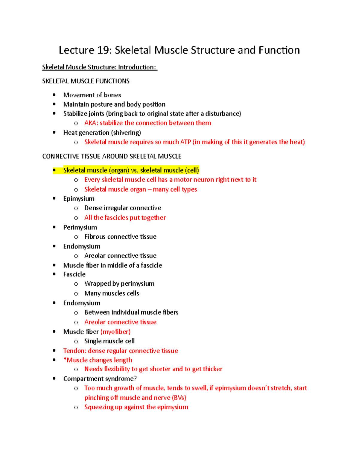 Lecture 19 - Skeletal Muscle - skeletal muscle (cell) o Every skeletal ...
