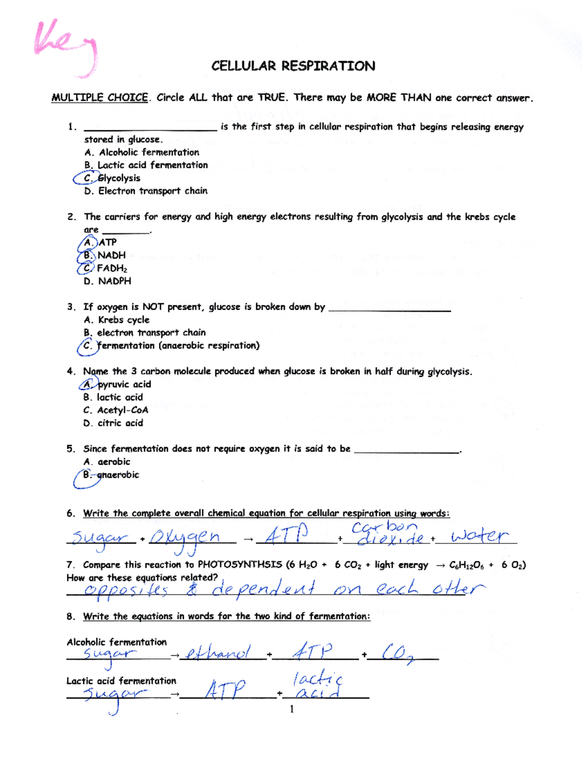 Cell Respiration Review Questions Answer Key - Bachelor of science ...