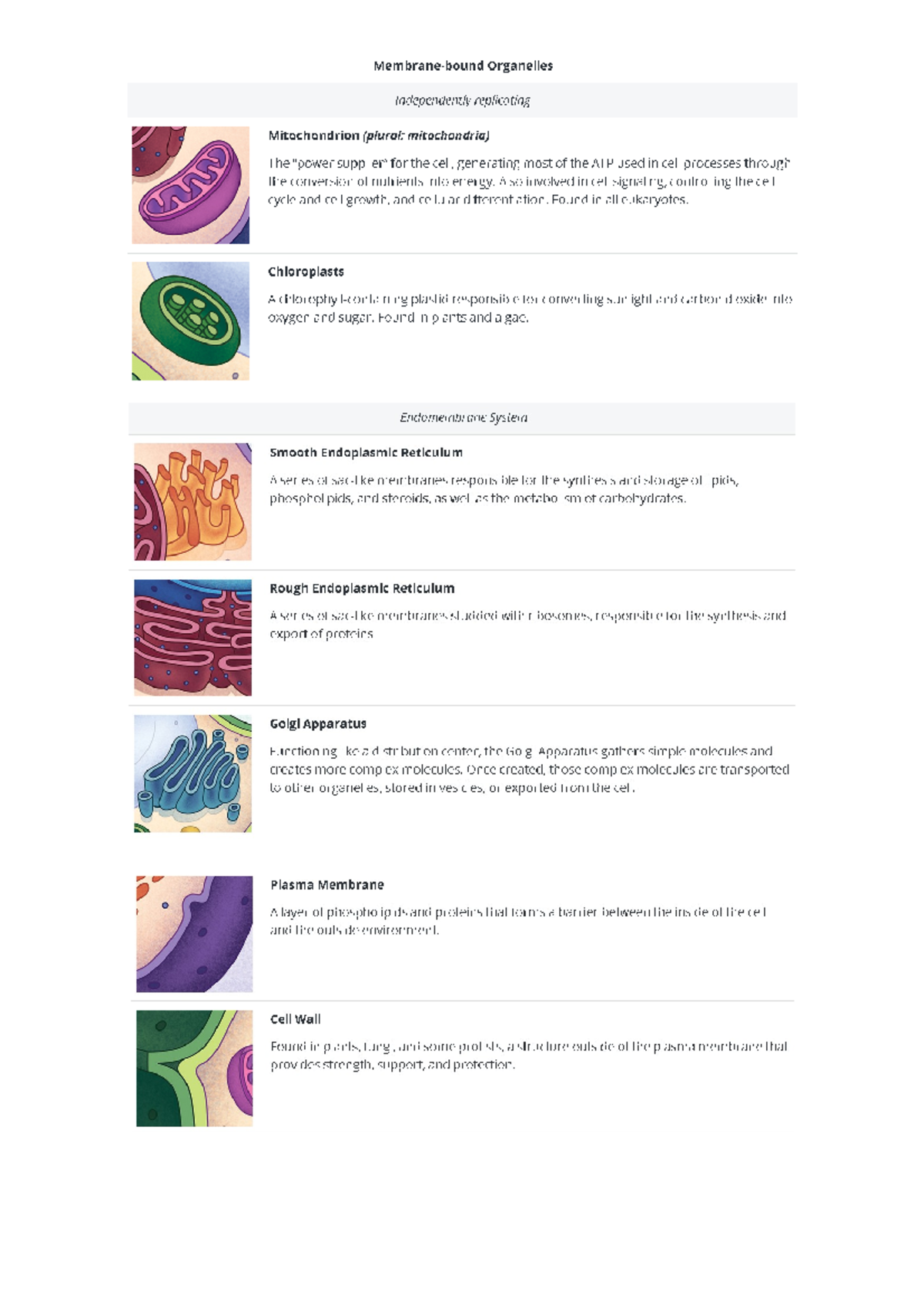 Cell Basics Organelles - Studocu