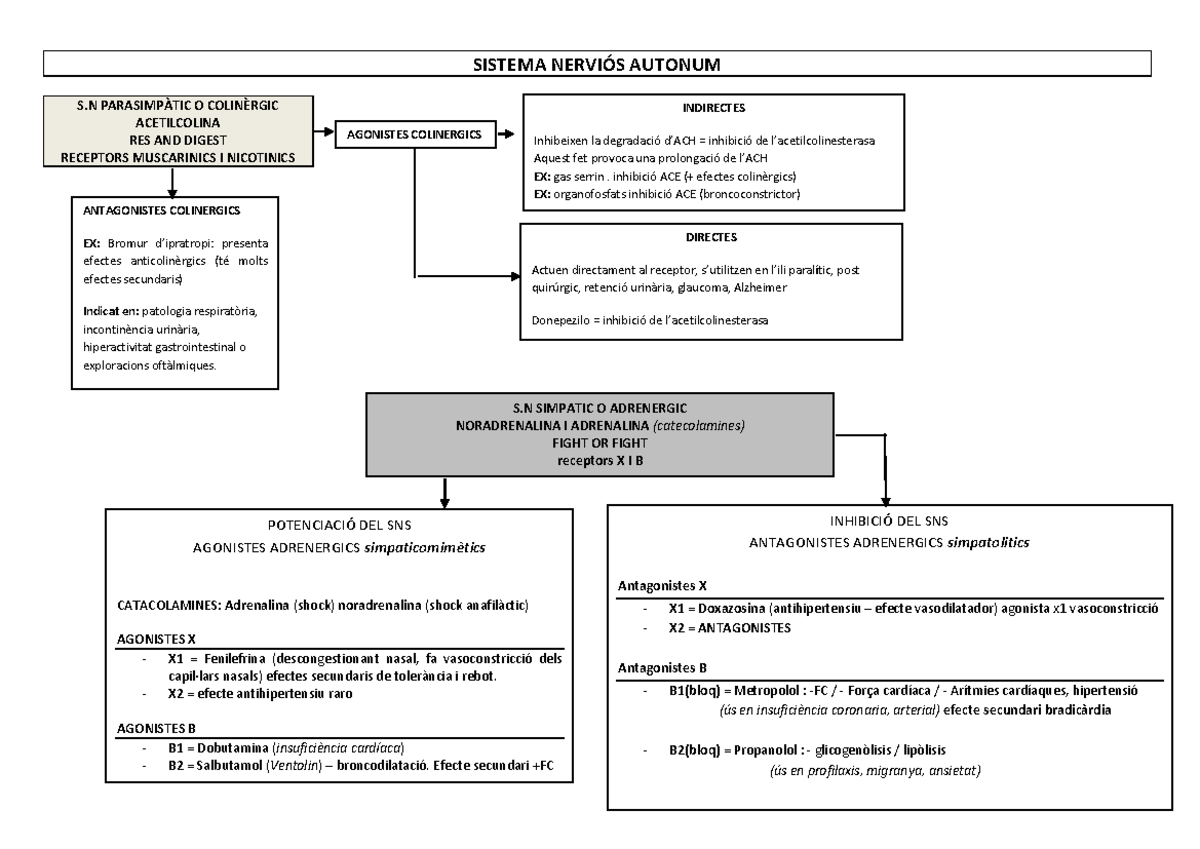 4. Sistema Nerviós Autonum - SISTEMA NERVIÓS AUTONUM S PARASIMPÀTIC O ...