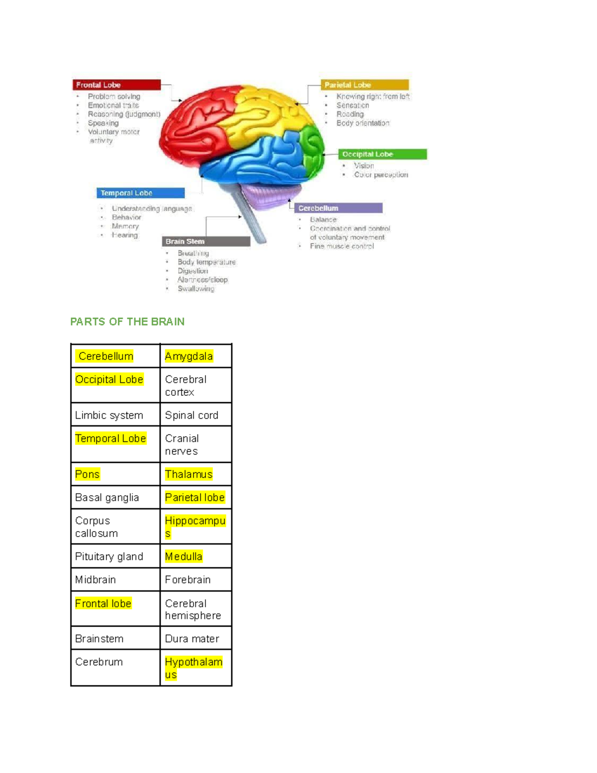 Zombie menu - PARTS OF THE BRAIN Cerebellum Amygdala Occipital Lobe ...