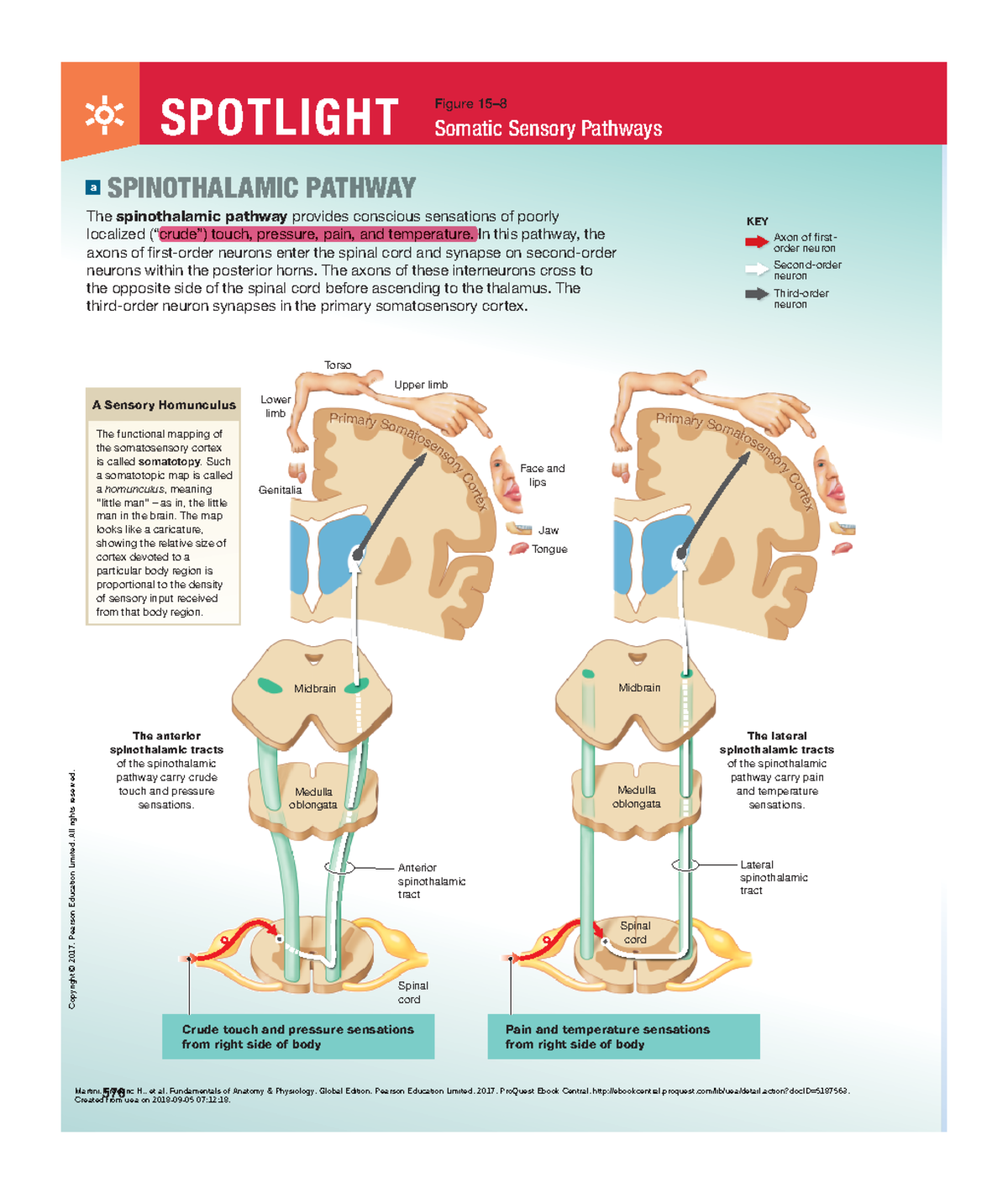 Sensory pathways - Martini, Frederic H., et al. Fundamentals of Anatomy ...