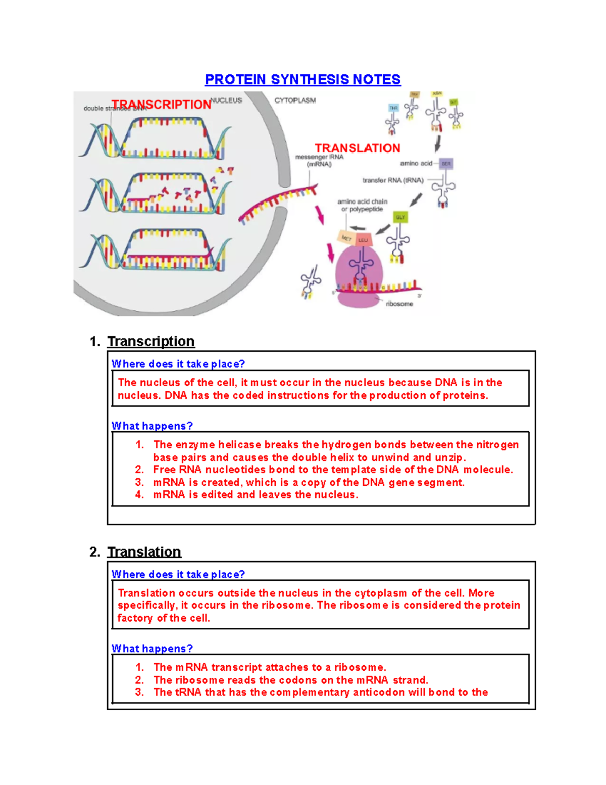 Protein Synthesis Notes - PROTEIN SYNTHESIS NOTES 1. Transcription ...