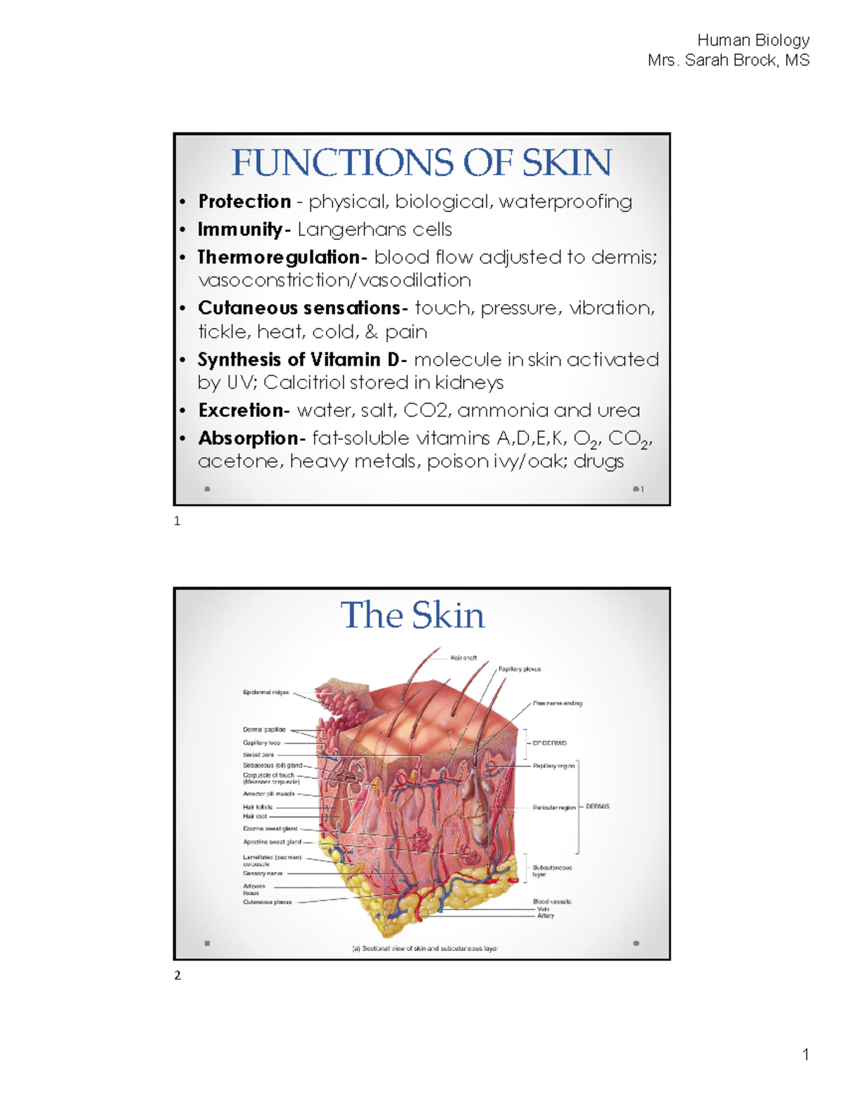 Notes-5-Integumentary System - Mrs. Sarah Brock, MS FUNCTIONS OF SKIN ï ...