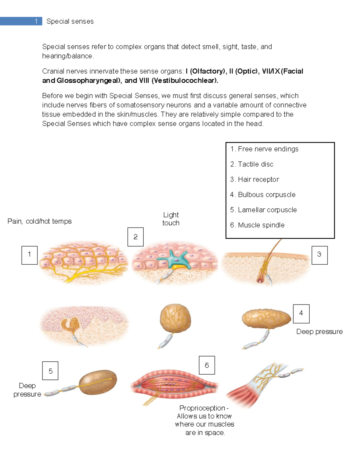 5. Special Senses Handout - Special senses refer to complex organs that ...
