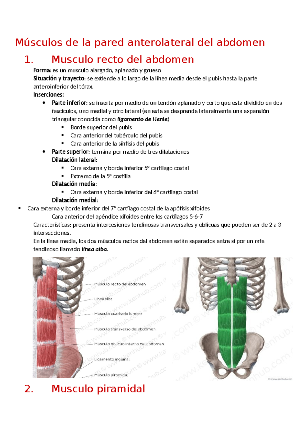 Músculos de la pared anterolateral del abdomen - Musculo recto del ...