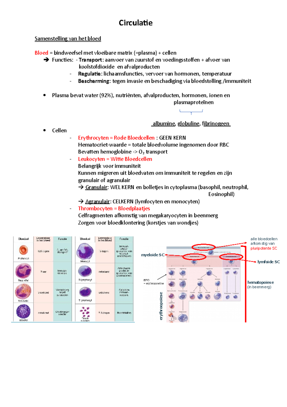 Het Circulatiestelsel via de bloedvaten - Samenstelling van het bloed ...