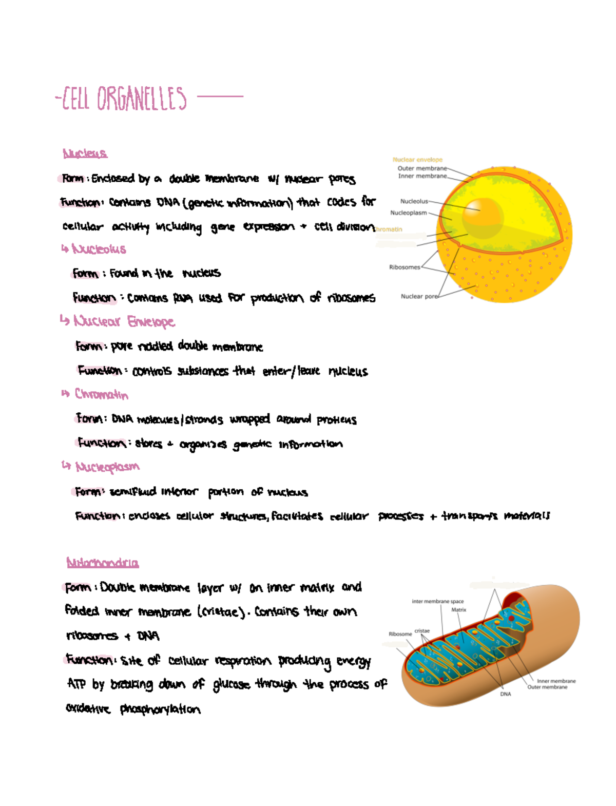 Unit 1 Lesson 5 Cell Organelles - CELL ORGANELLES Nucleus Form ...