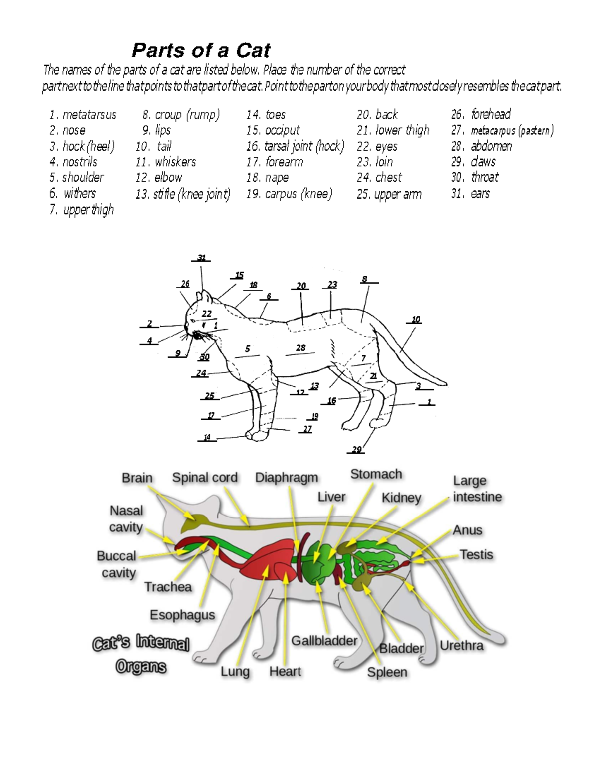Parts of a Cat - lol - Parts of a Cat The names of the parts of a cat ...
