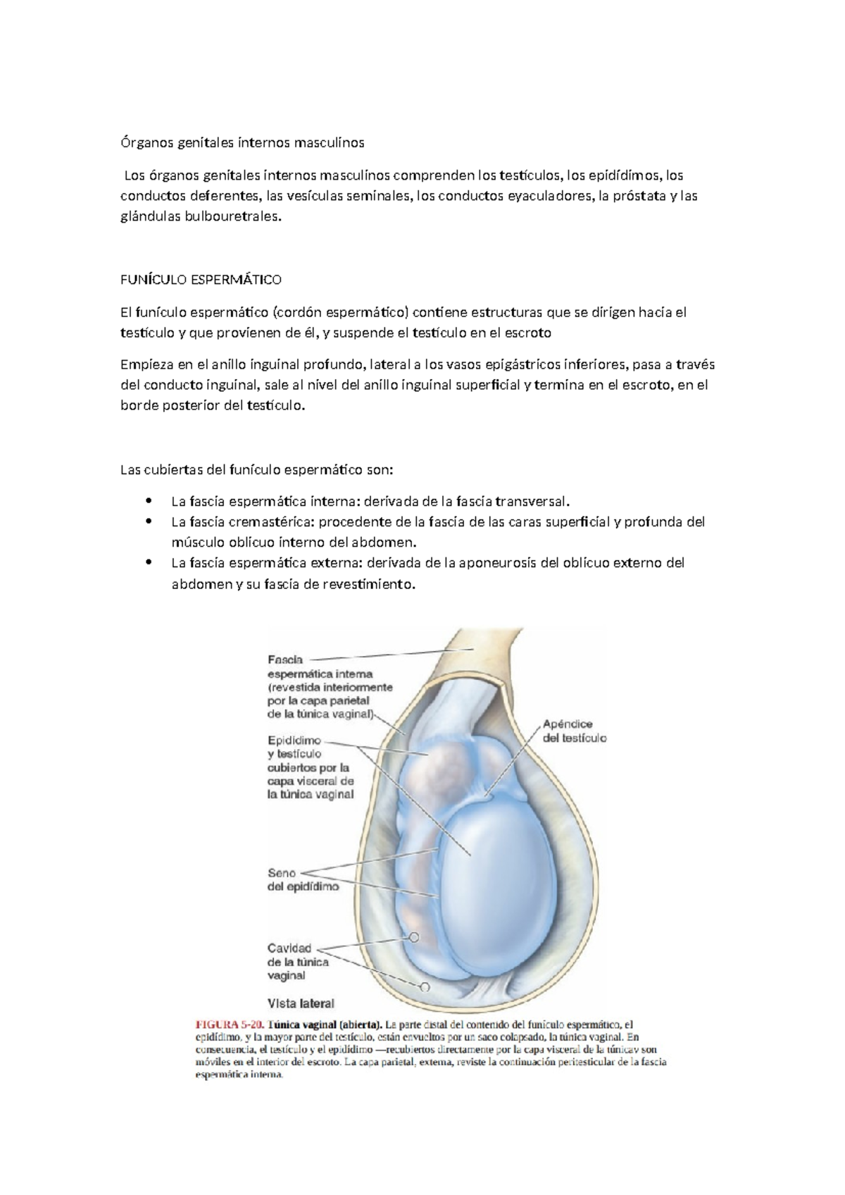 Órganos genitales internos masculinos - FUNÍCULO ESPERMÁTICO El ...