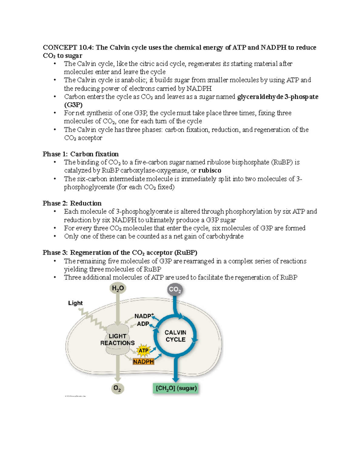 Chapter 10 Campbell Biology - CONCEPT 10: The Calvin cycle uses the ...