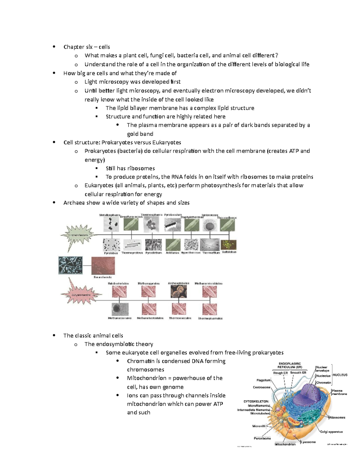 9-21-2022 notes - prokaryote and eukaryote cells - Chapter six – cells ...