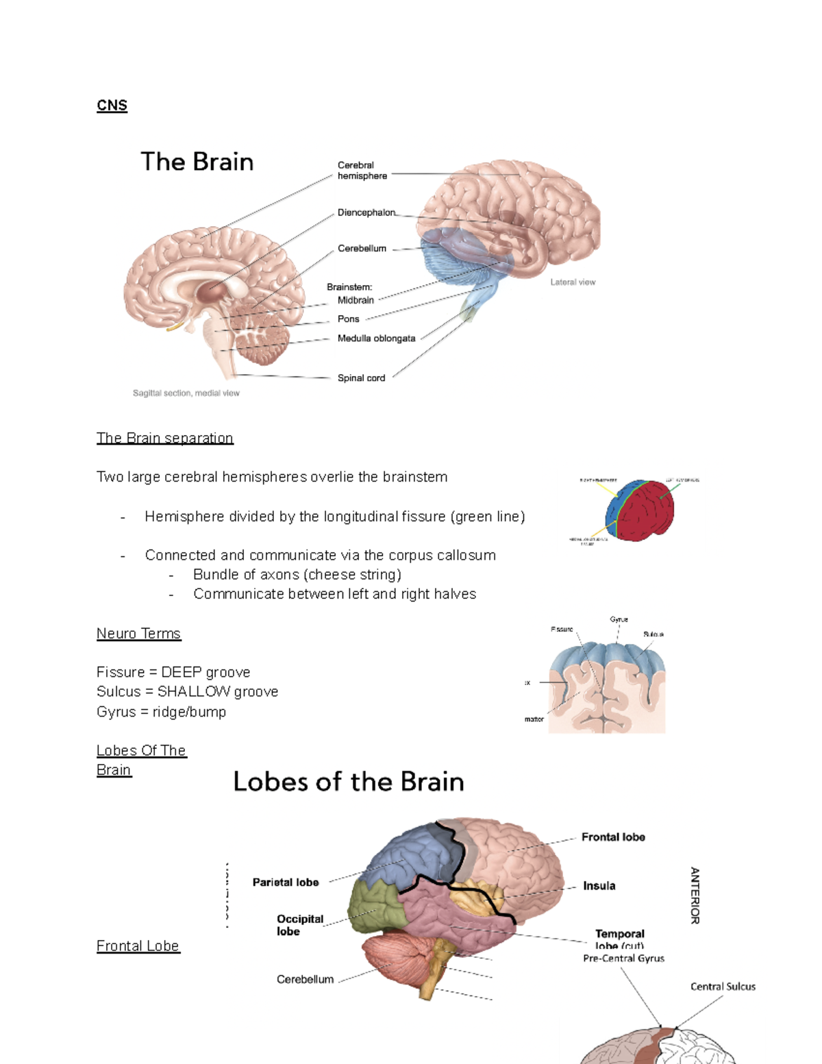 CNS Overview - class notes - CNS The Brain separation Two large ...