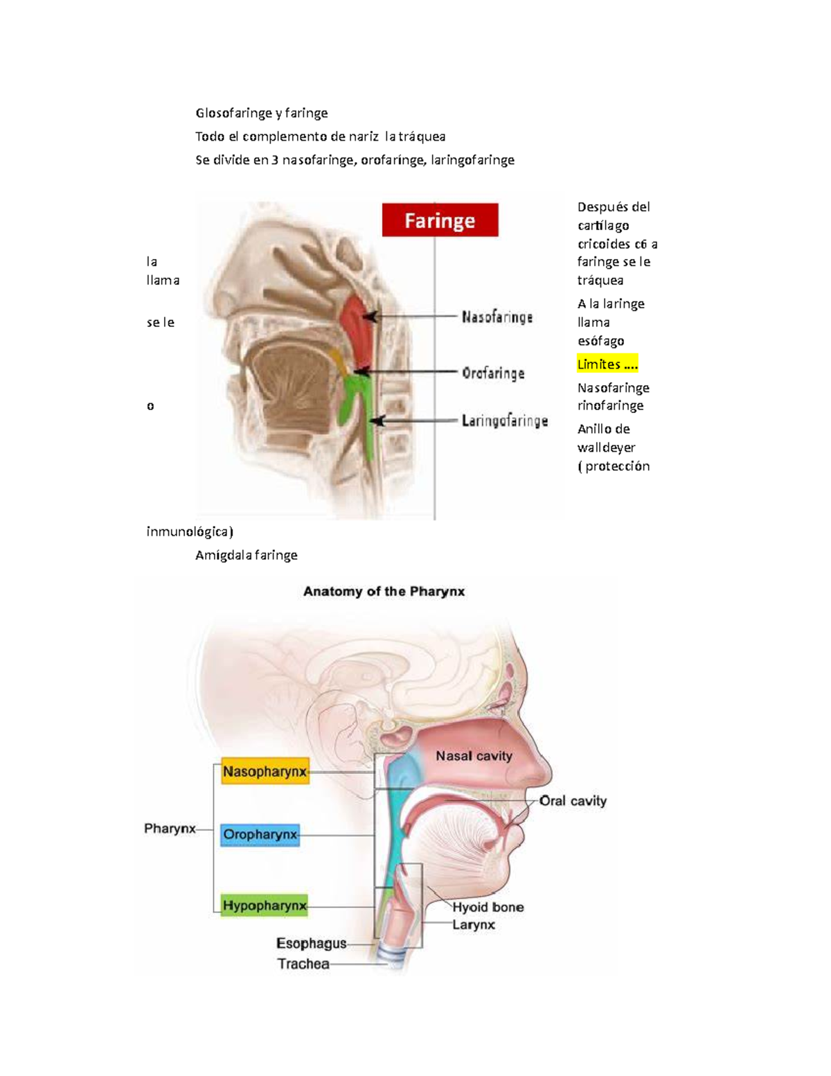 Glosofaringe y faringe - Glosofaringe y faringe Todo el complemento de ...