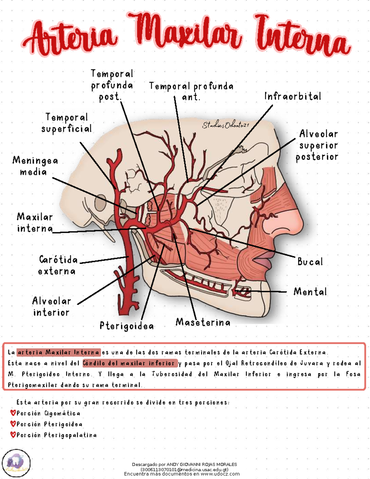 Arteria Maxilar - Resumen Anatomía - La arteria Maxilar Interna es una ...