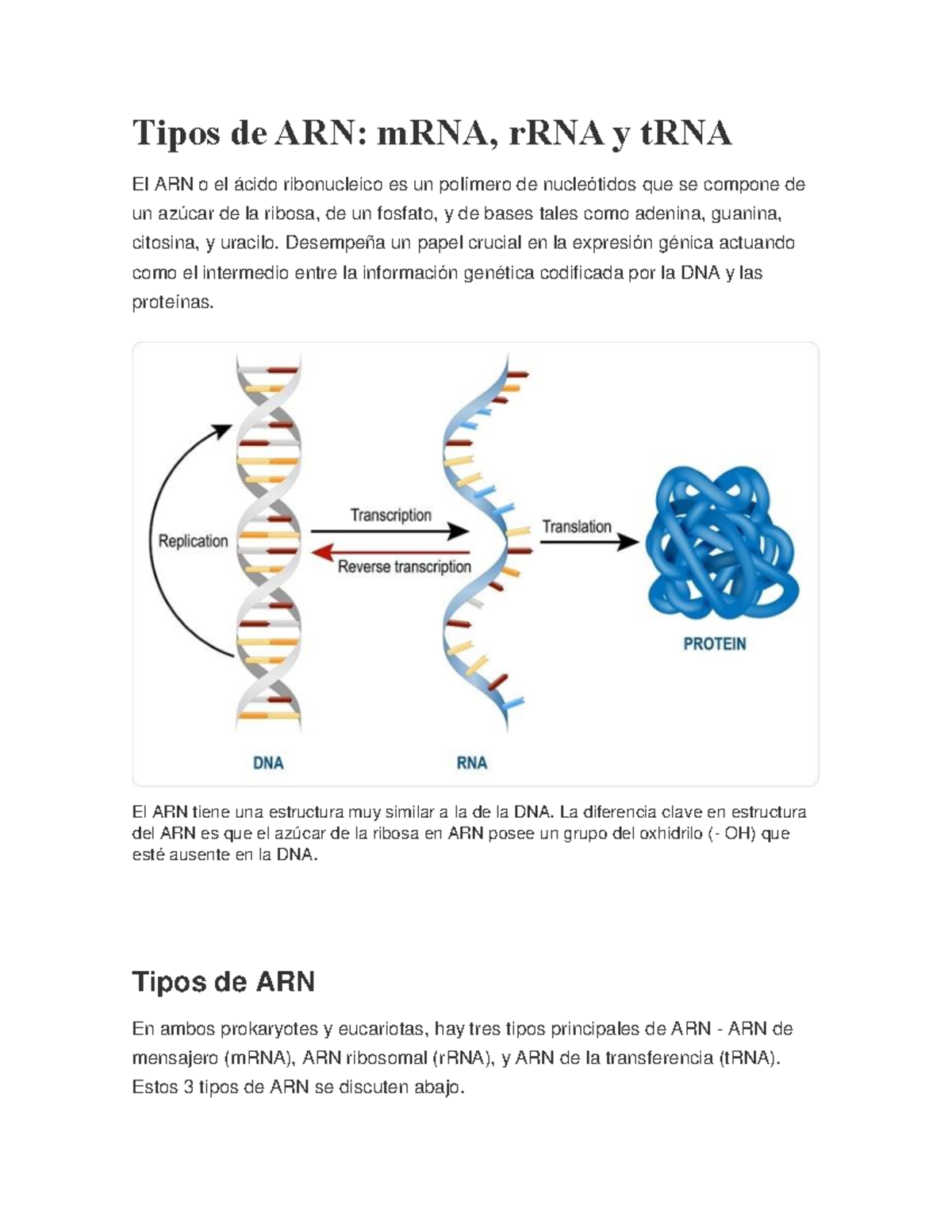 Tipos de ARN - n nb n n - Tipos de ARN: mRNA, rRNA y tRNA El ARN o el ácido ribonucleico es un ...