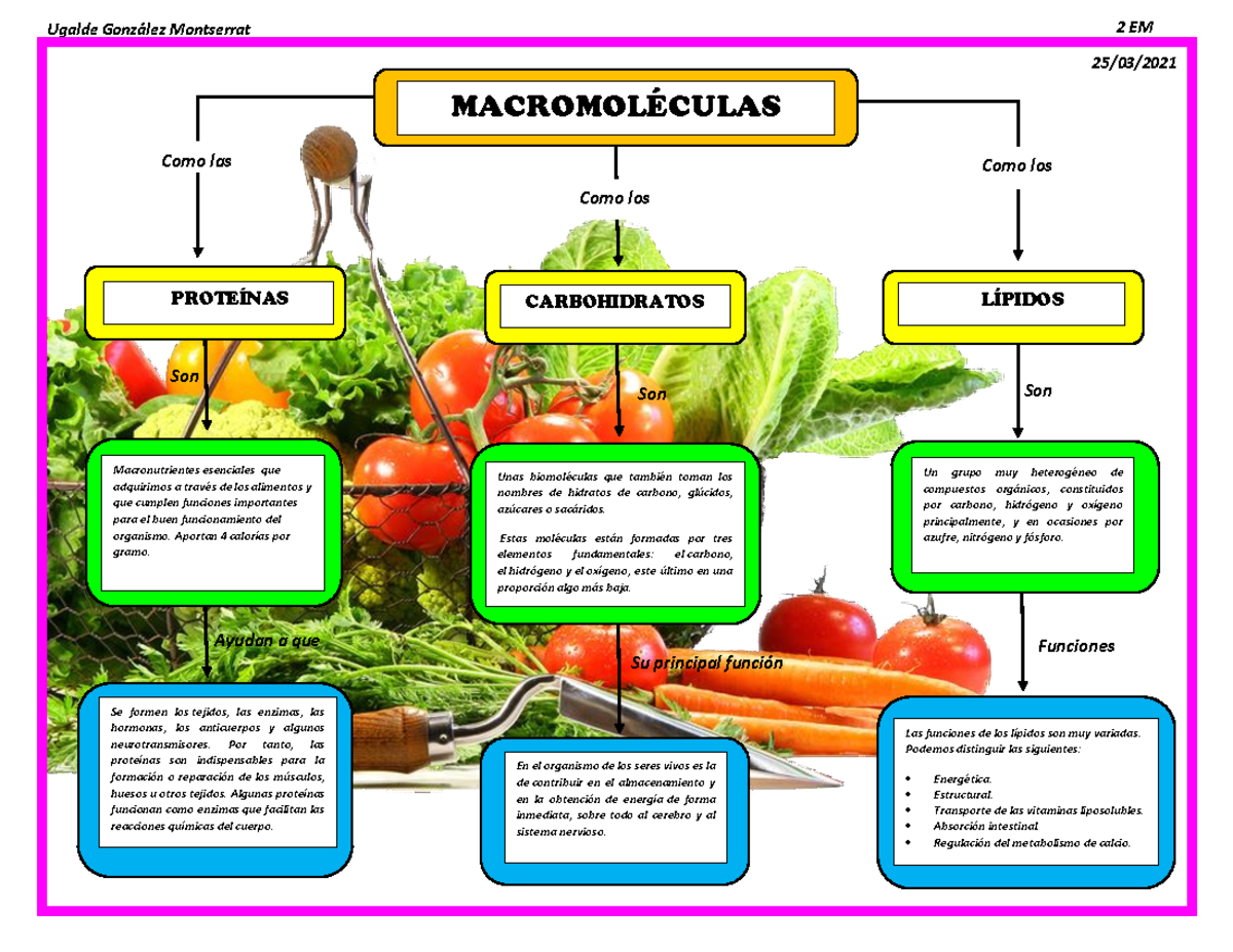 Macromoleculas - Mapa conceptual sobre las macromoléculas. - CARBOHIDRATOS LÍPIDOS ...