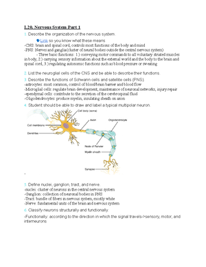 BIO 130 Nervous System testbank - BIO130 – Test Bank – Nervous System ...