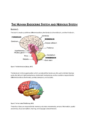 Unit 16 - Illustrated Report - 1 Unit 16 -The Human Endocrine and ...