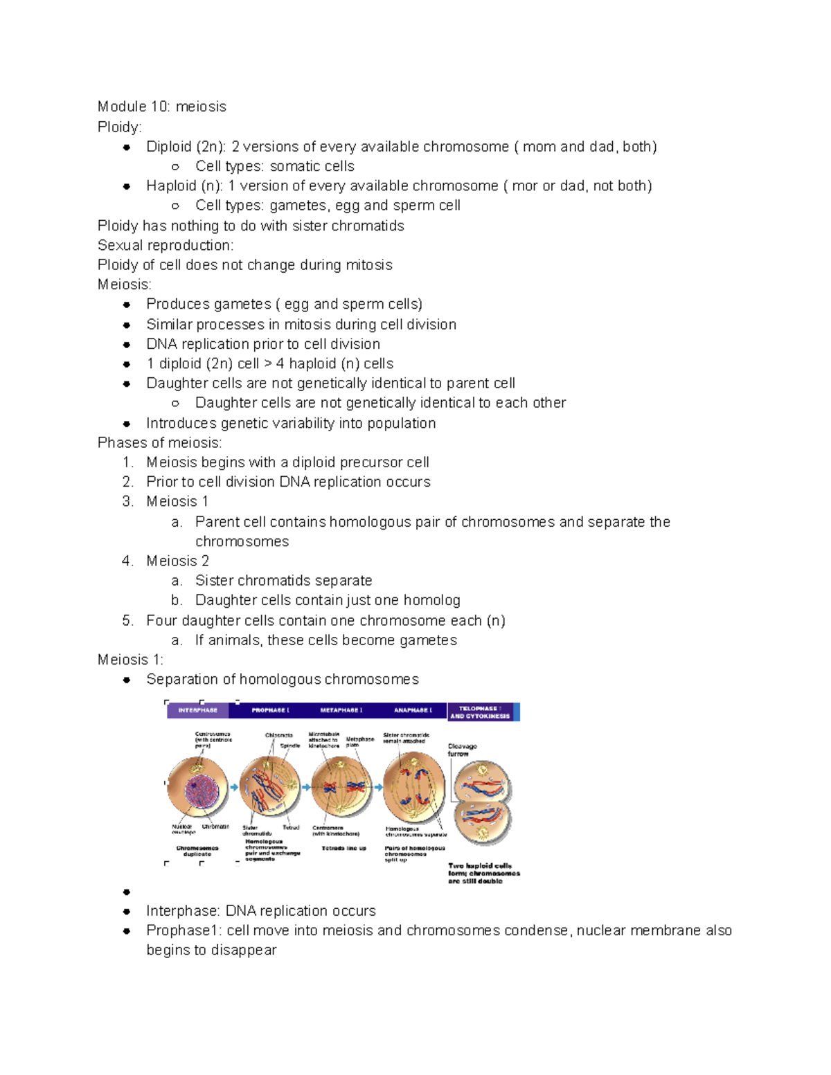 Module 10 meiosis - Module 10: meiosis Ploidy: Diploid (2n): 2 versions ...