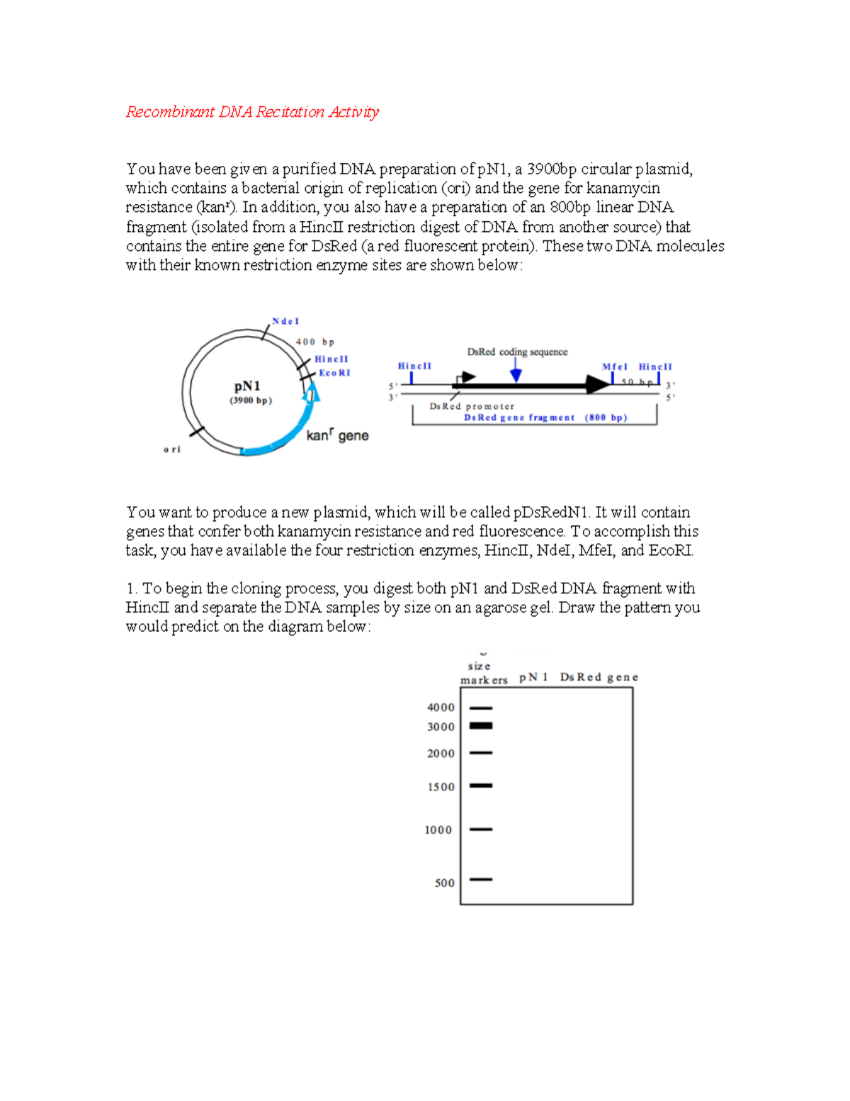 Recombinant DNA Activity IN Class Garland 2 - Recombinant DNA ...
