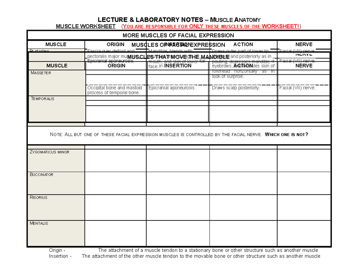 muscles, locations, for chapter 11 including origin insertion nd action ...