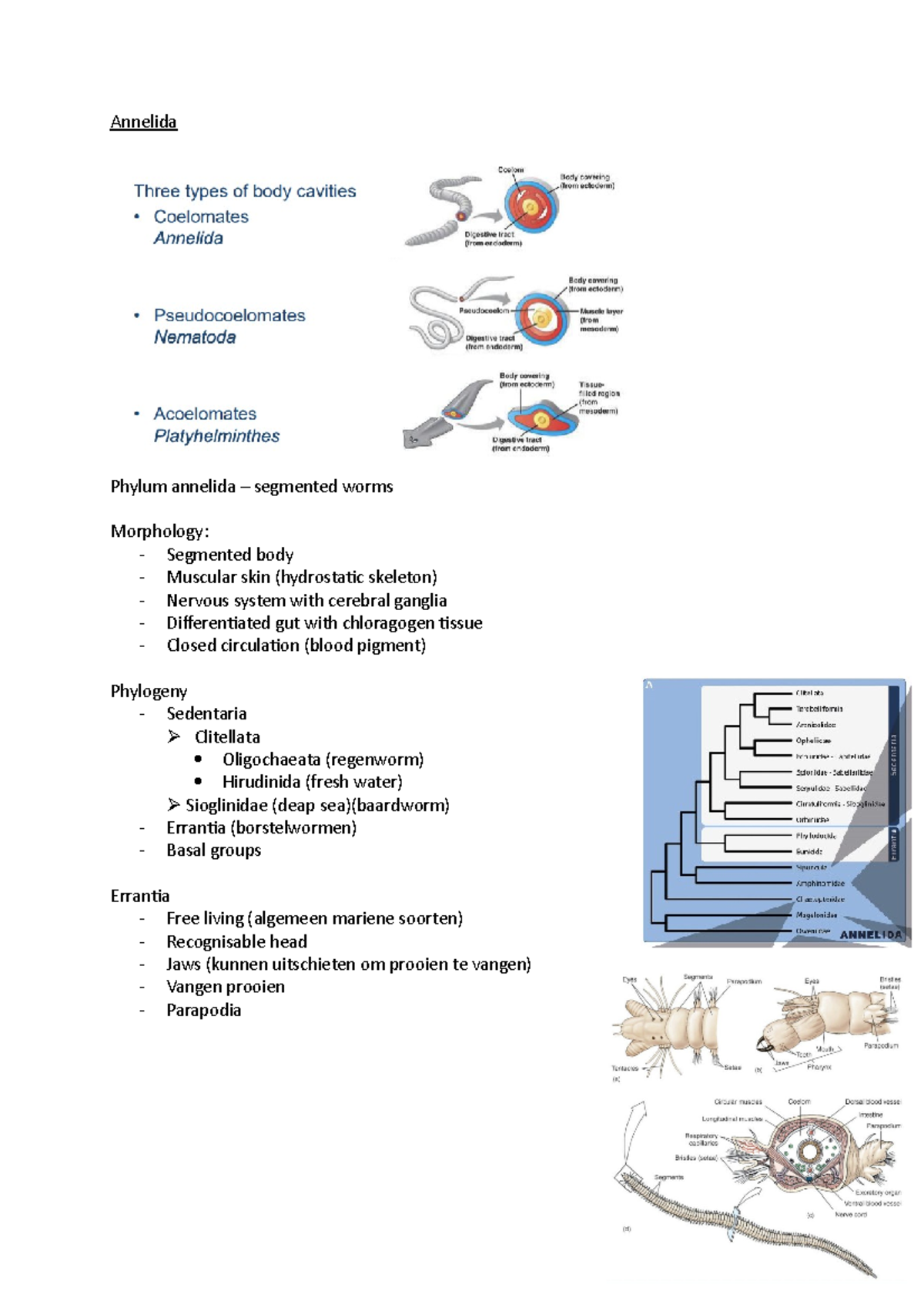 Annelida - Eerste college - Annelida Phylum annelida – segmented worms ...