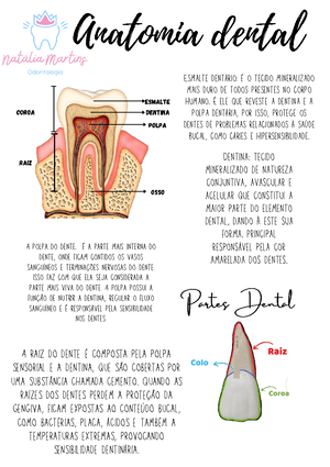 Anatomia do periodonto - Anatomia do periodonto Clinicamente normal ...