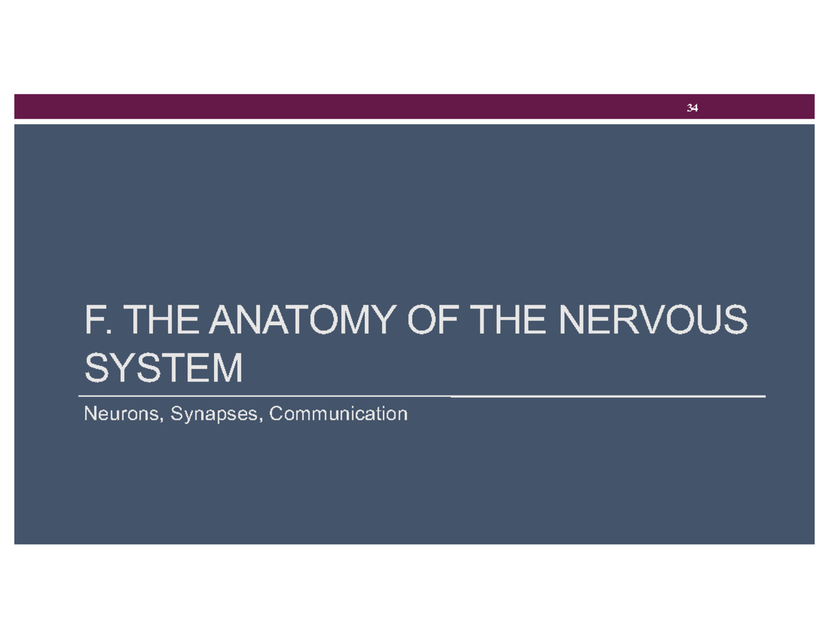 Chapter 3 Slides Parts F-G - F. THE ANATOMY OF THE NERVOUS SYSTEM ...