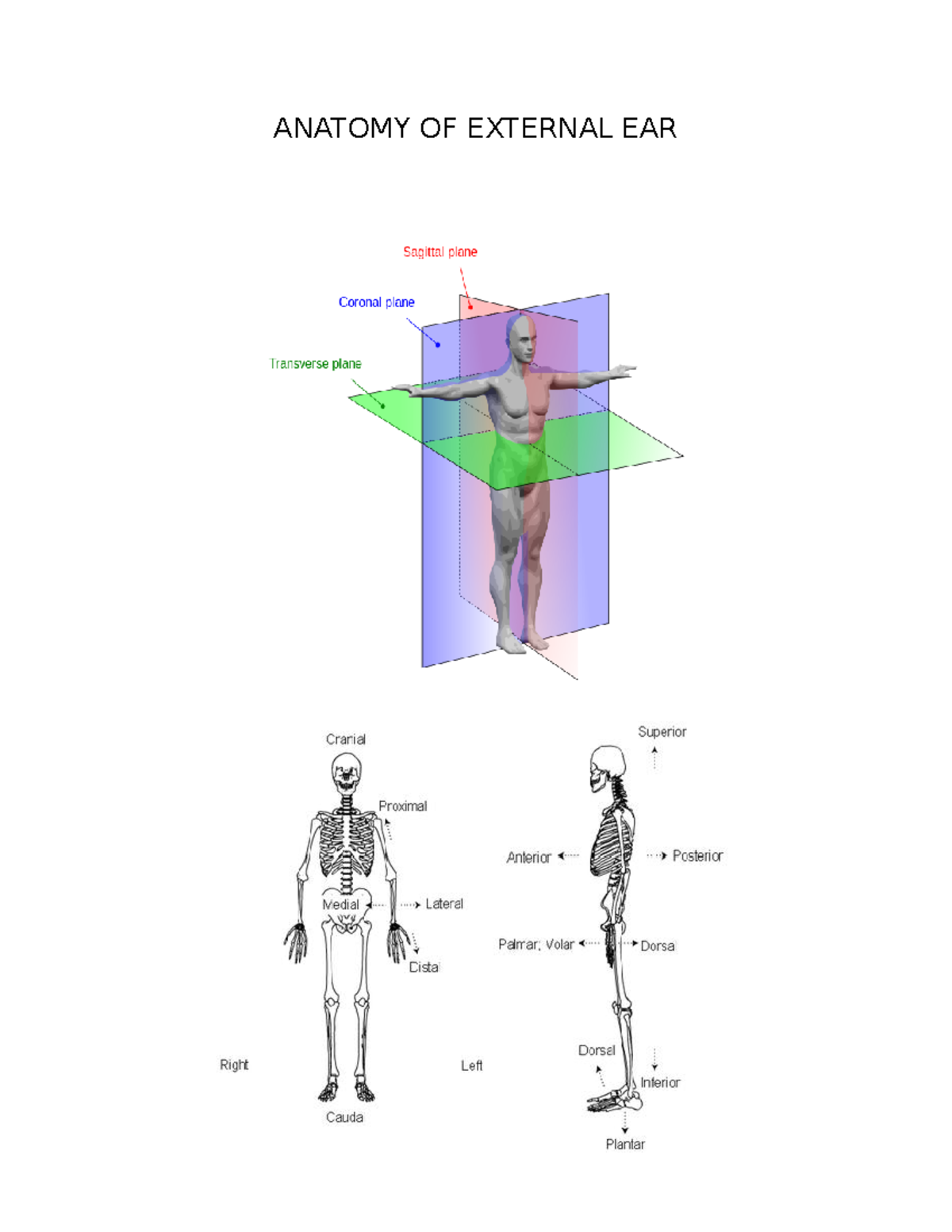 Anatomy OF External EAR - ANATOMY OF EXTERNAL EAR helix. where the ...
