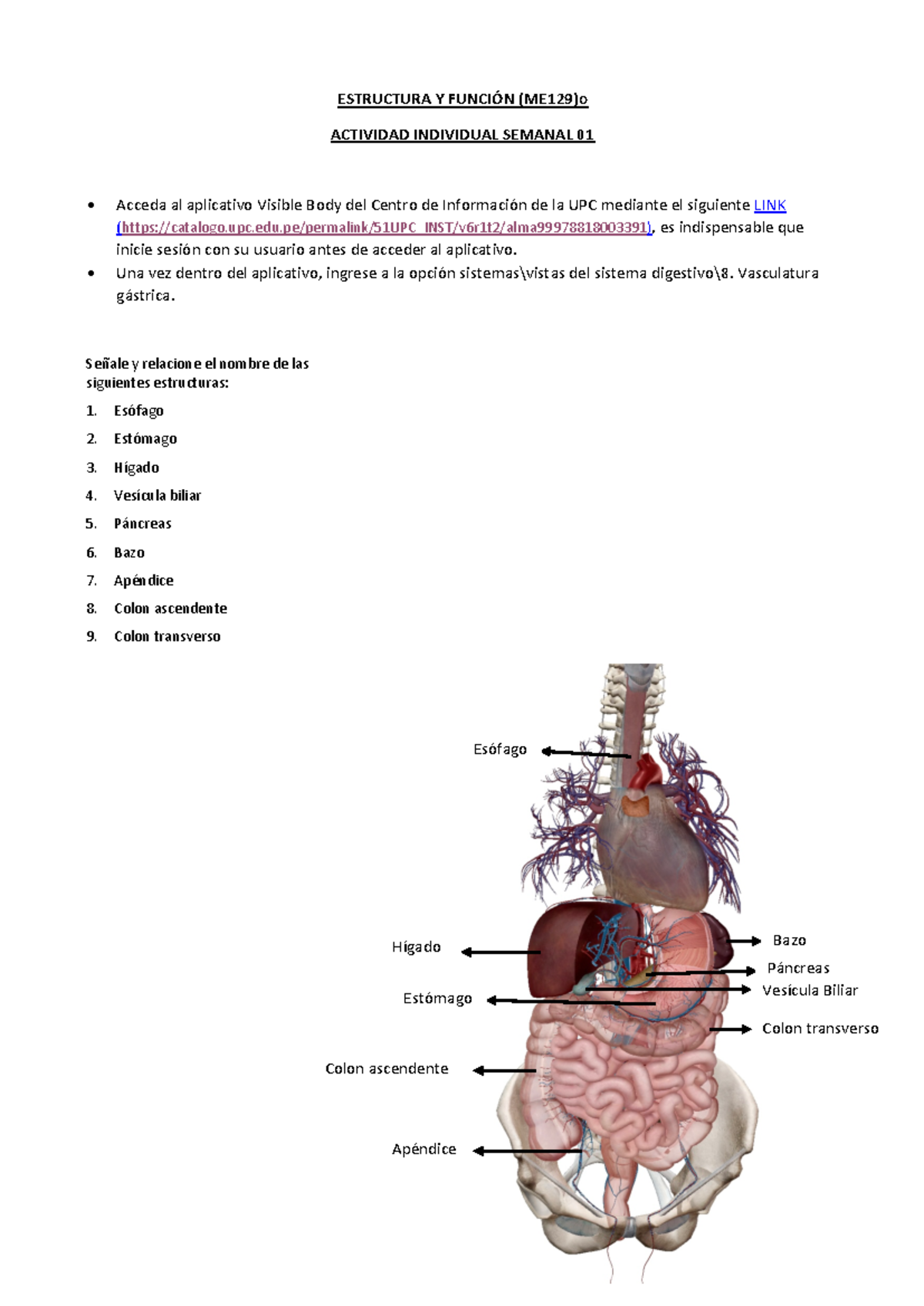 ME129 Ey F Tarea Sem01 24 - ESTRUCTURA Y FUNCIÓN (ME1 29 )o ACTIVIDAD ...