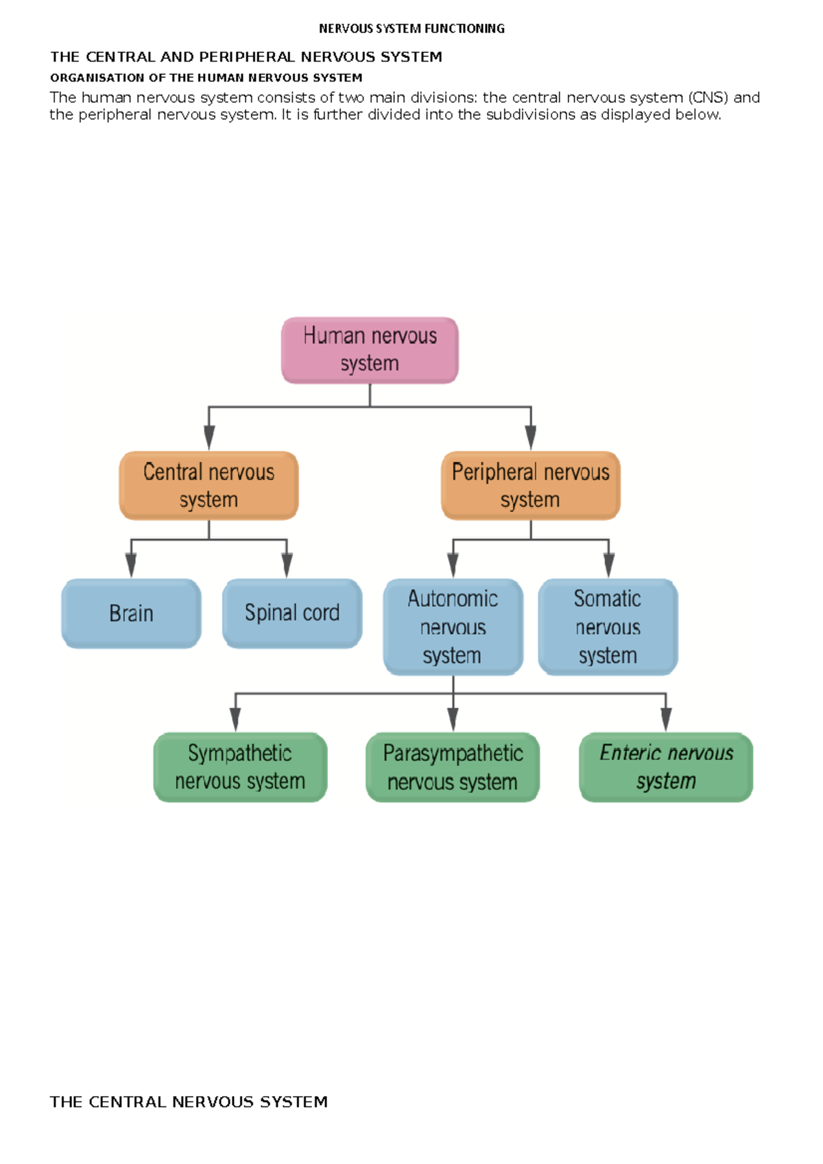 U3 - chap3 - THE CENTRAL AND PERIPHERAL NERVOUS SYSTEM ORGANISATION OF ...