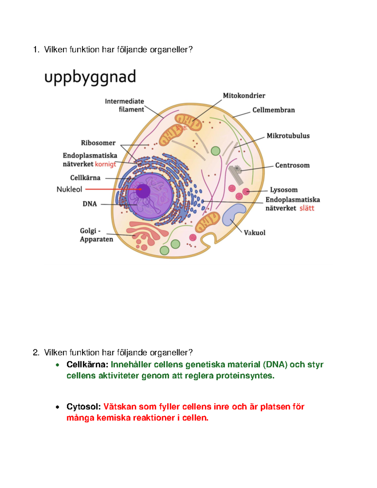 Cell instudies fråga - Vilken funktion har följande organeller? Vilken ...