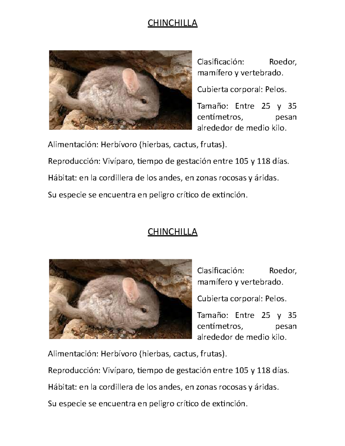 Chinchilla - datos de animal - CHINCHILLA Clasificación: Roedor ...