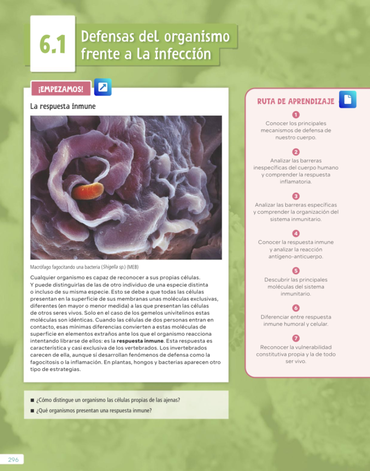 6.1 defensas del organismo frente a la infección - Mastocitos o celulas ...