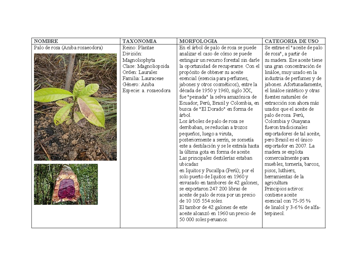 Taxonomia - muy bueno - NOMBRE TAXONOMIA MORFOLOGIA CATEGORIA DE USO Palo de rosa (Aniba ...
