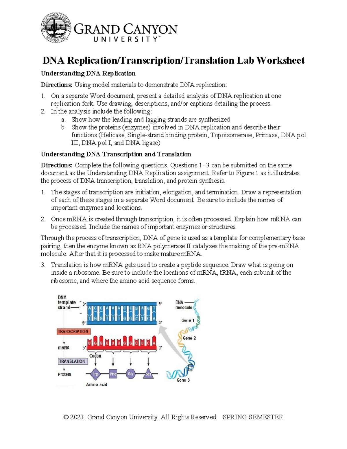 Wk 12 Lab Worksheet Spring Version DNArep Transcript Translat Wksht ...