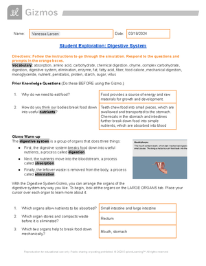 Copy of The Urinary System Worksheet - The Urinary System Worksheet ...