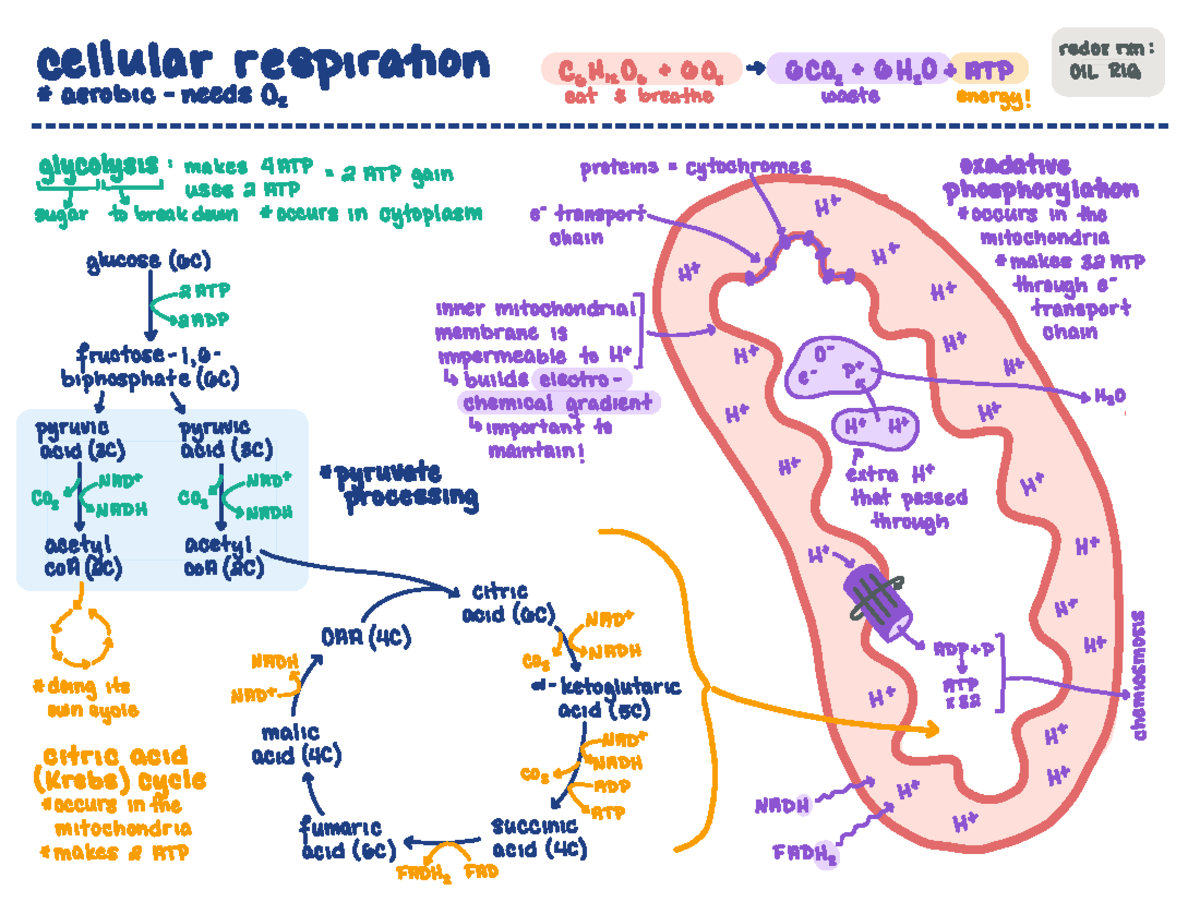 Cellular Respiration - redoxrxn cellular respiration onria aerobic ...