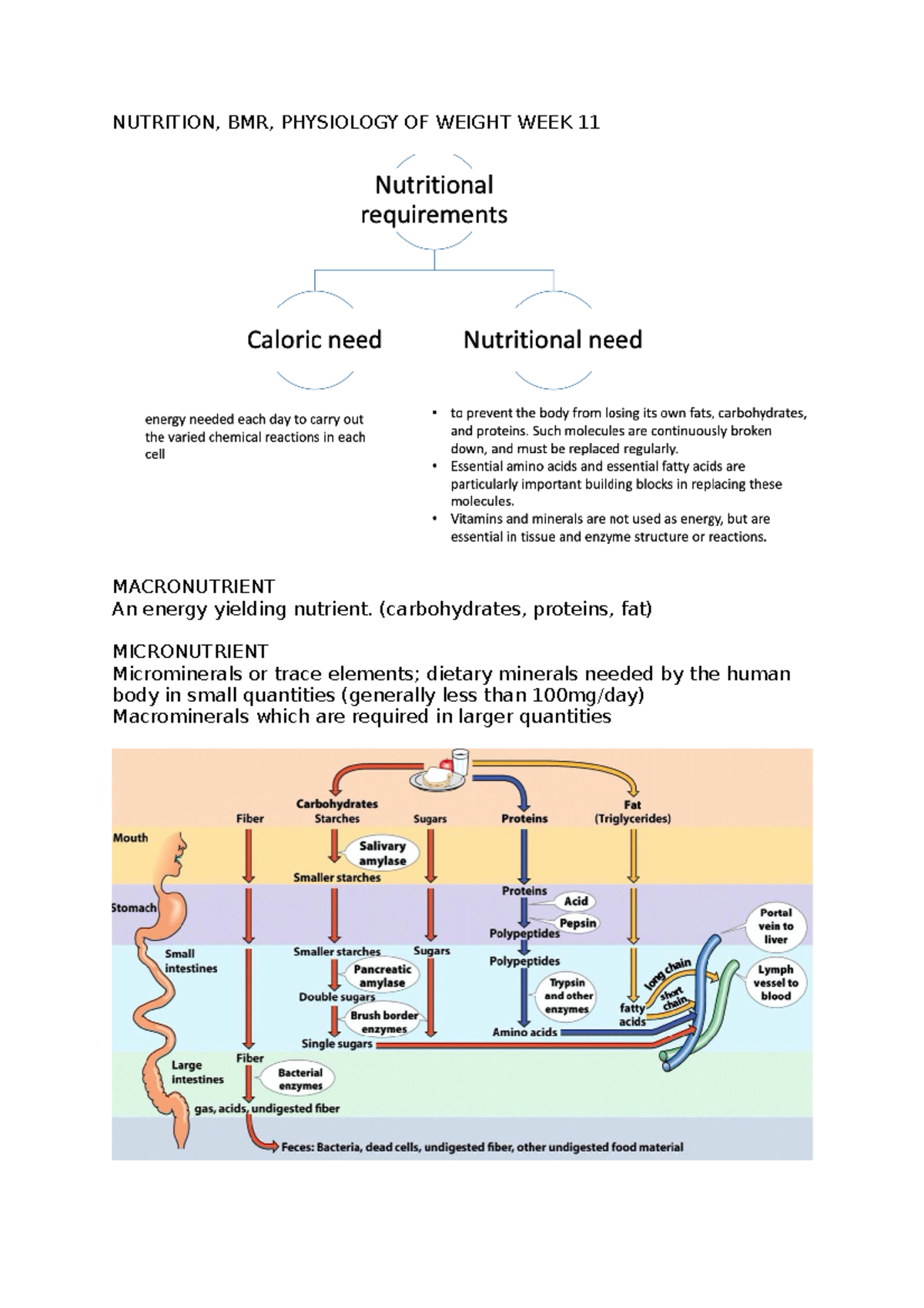 Nutrition medn2001 summary - NUTRITION, BMR, PHYSIOLOGY OF WEIGHT WEEK ...